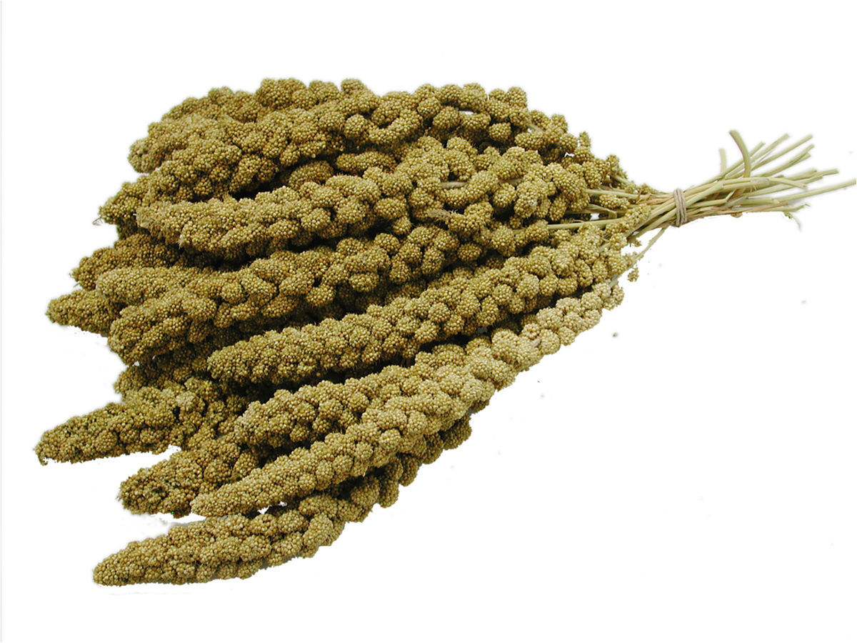 Single grains and seeds - Food - BirdsChinese yellow millet sprays 15 ...