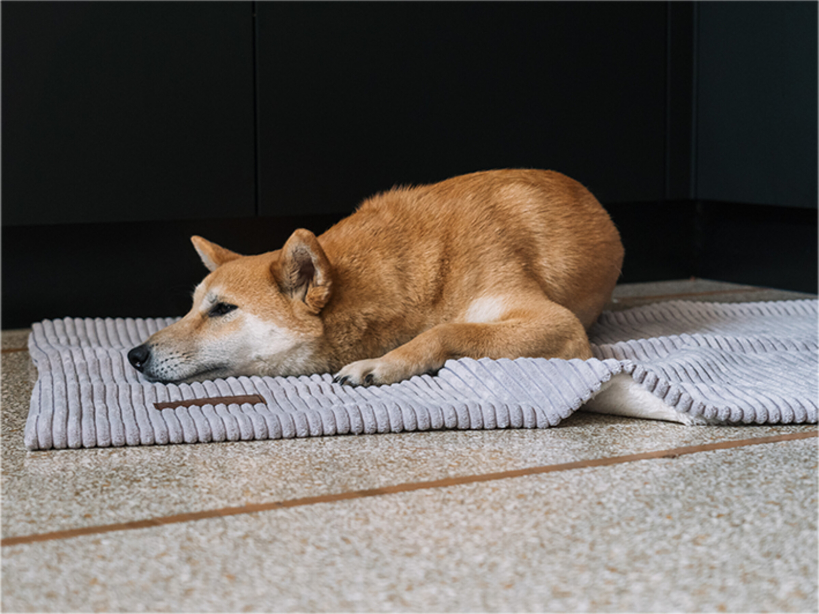 Fantail Cushions - Habitat and Sleep - DogHomey Dim Grey Blanket 120cm ...