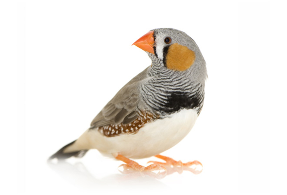 Vogels - Vadigran