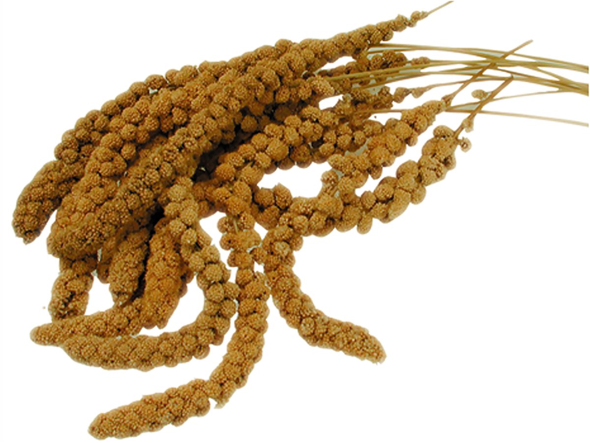 Single grains and seeds - Food - BirdsFrench yellow millet sprays 25 kg ...